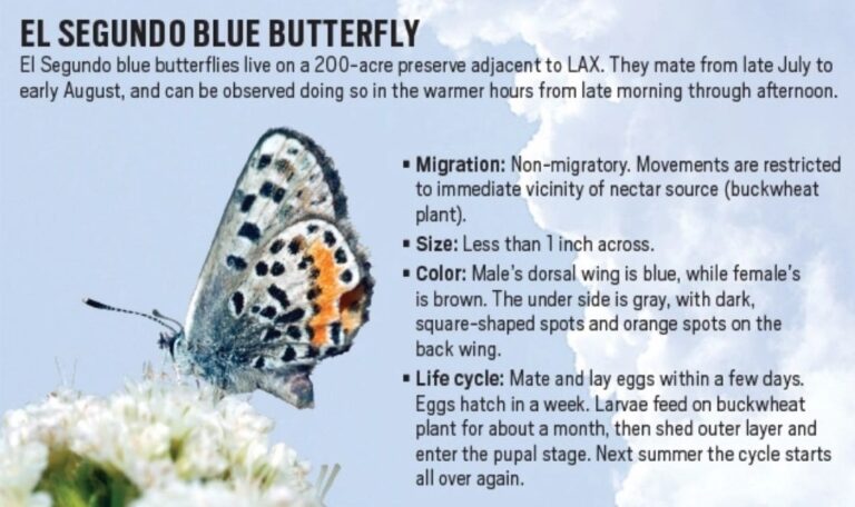 Aloft Hotel | Los Angeles Butterfly Art Mural - The Color Dreamers